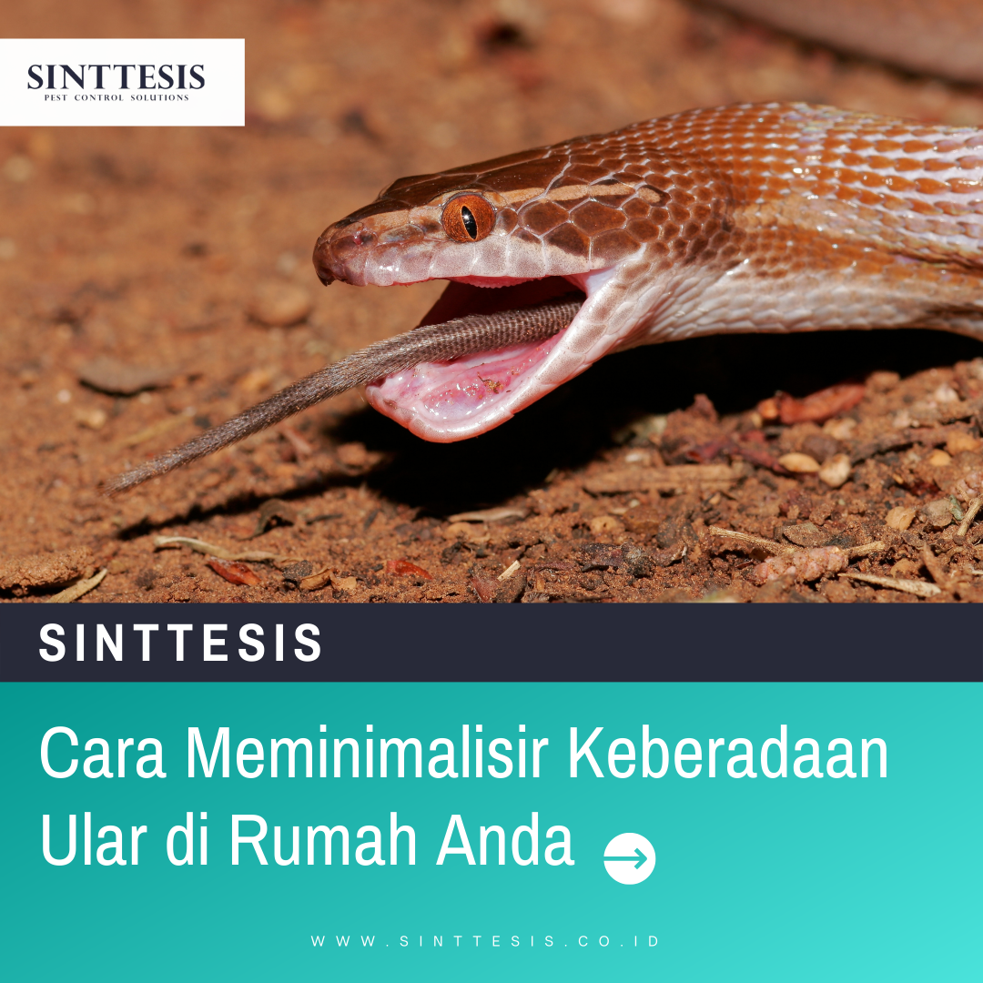 Cara Meminimalisir Keberadaan Ular di Rumah Anda - Sinttesis