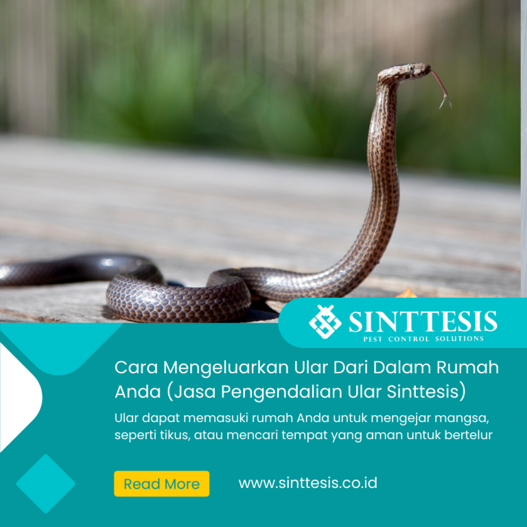 Cara Mengeluarkan Ular Dari Dalam Rumah Anda (Jasa Pengendalian Ular ...