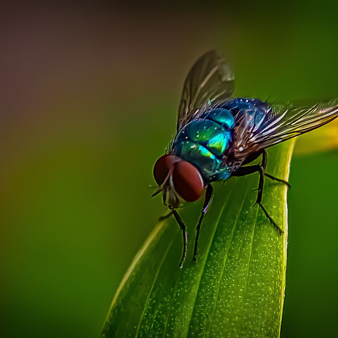 Pengendalian Lalat dan Nyamuk Pada Properti Komersial - Sinttesis