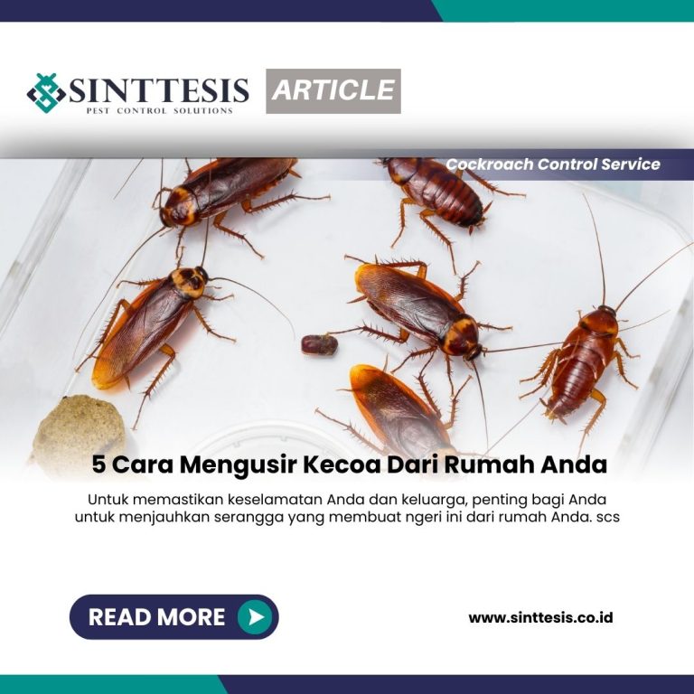 5 Cara Mengusir Kecoa Dari Rumah Anda - Sinttesis