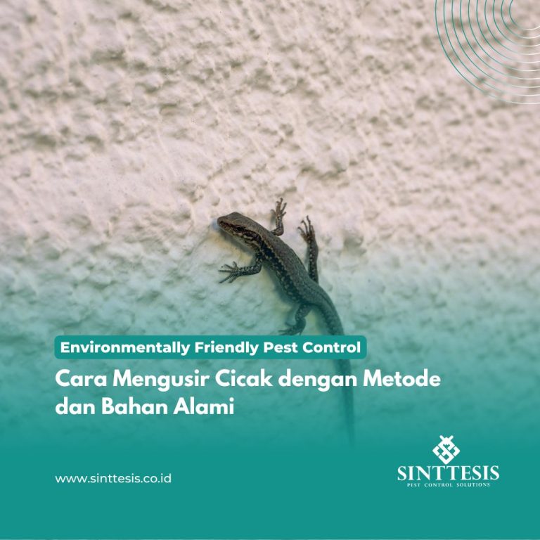 Cara Mengusir Cicak dengan Metode dan Bahan Alami - Sinttesis